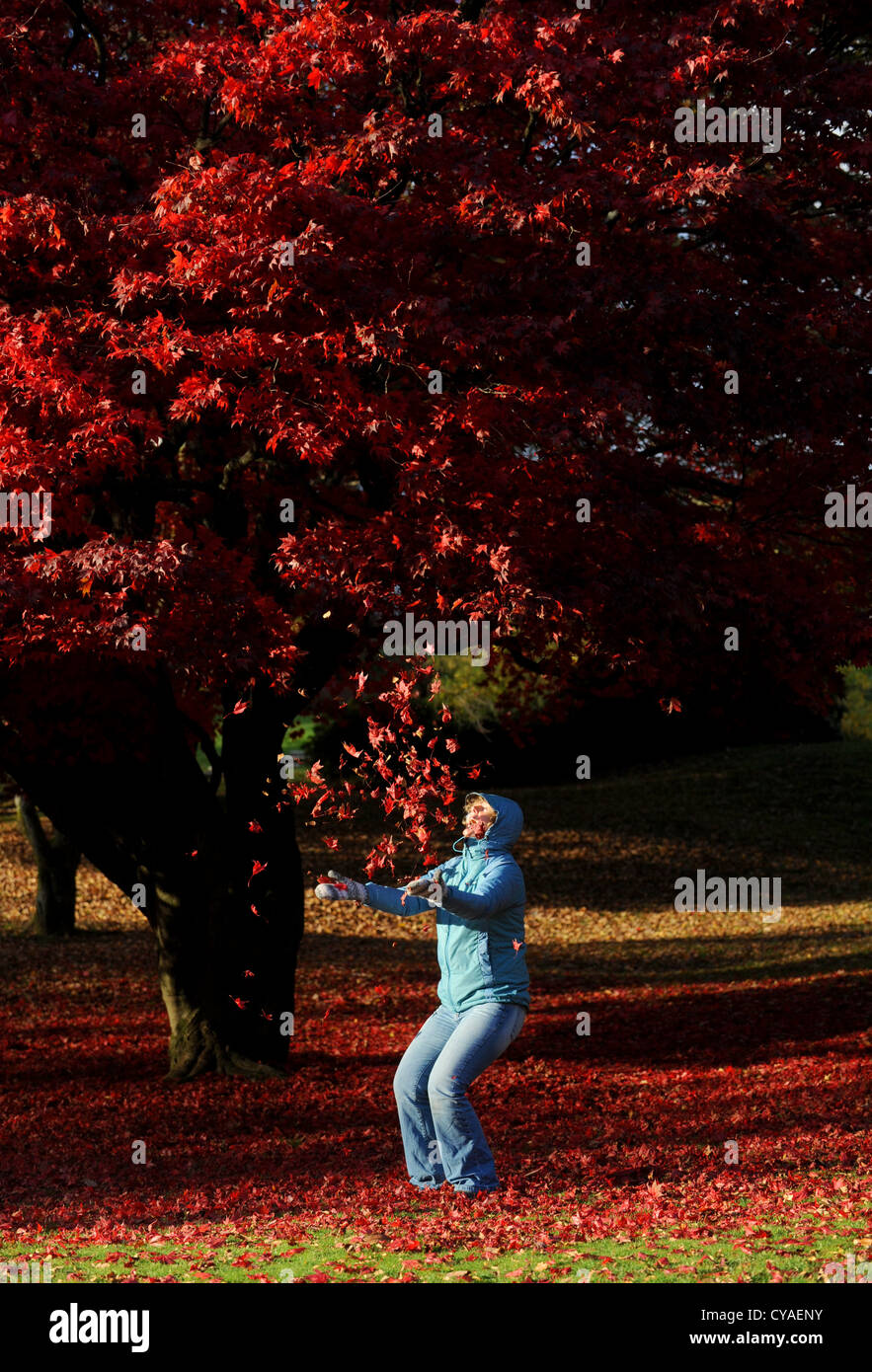 Woman throwing leaves under spectacular Acer tree with red autumn ...