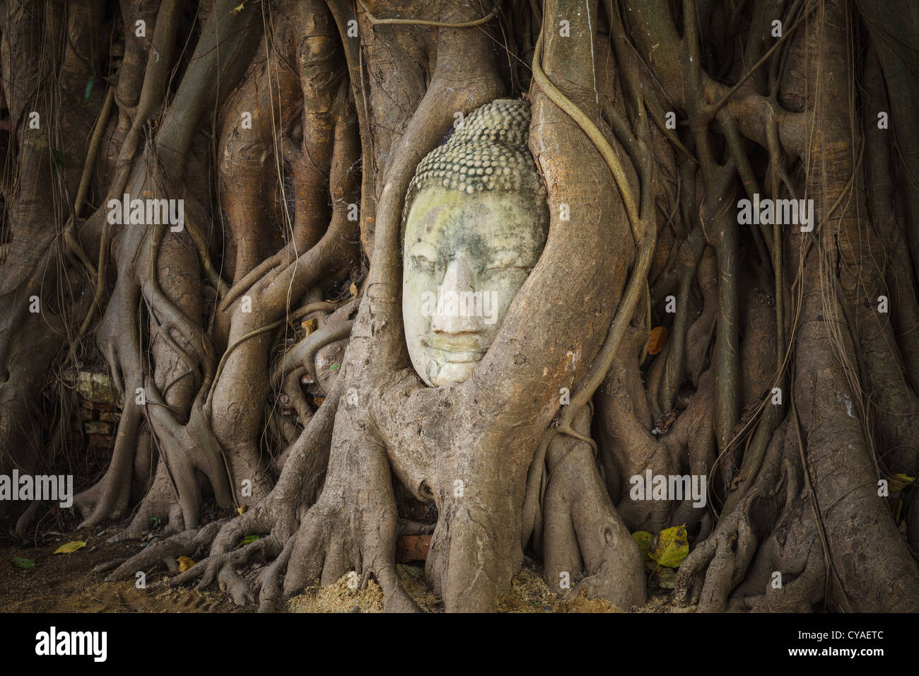 Buddha tree painting hi-res stock photography and images - Alamy