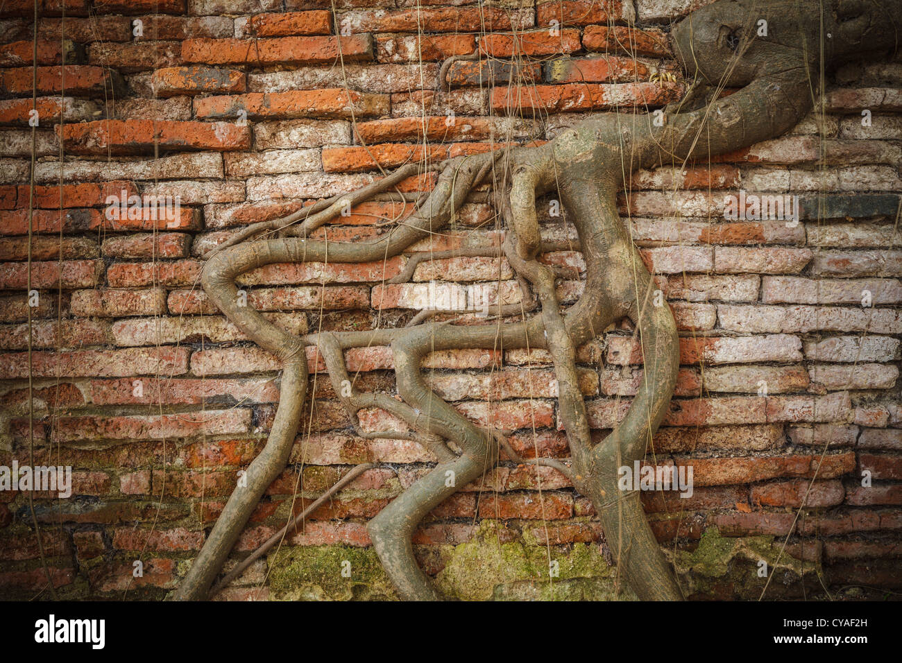 Root on brick wall, Thailand Stock Photo - Alamy