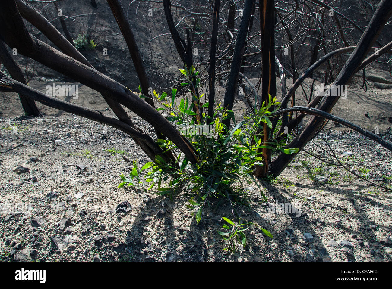 New sprouts among the burnt trees, one year after a forest fire in ...