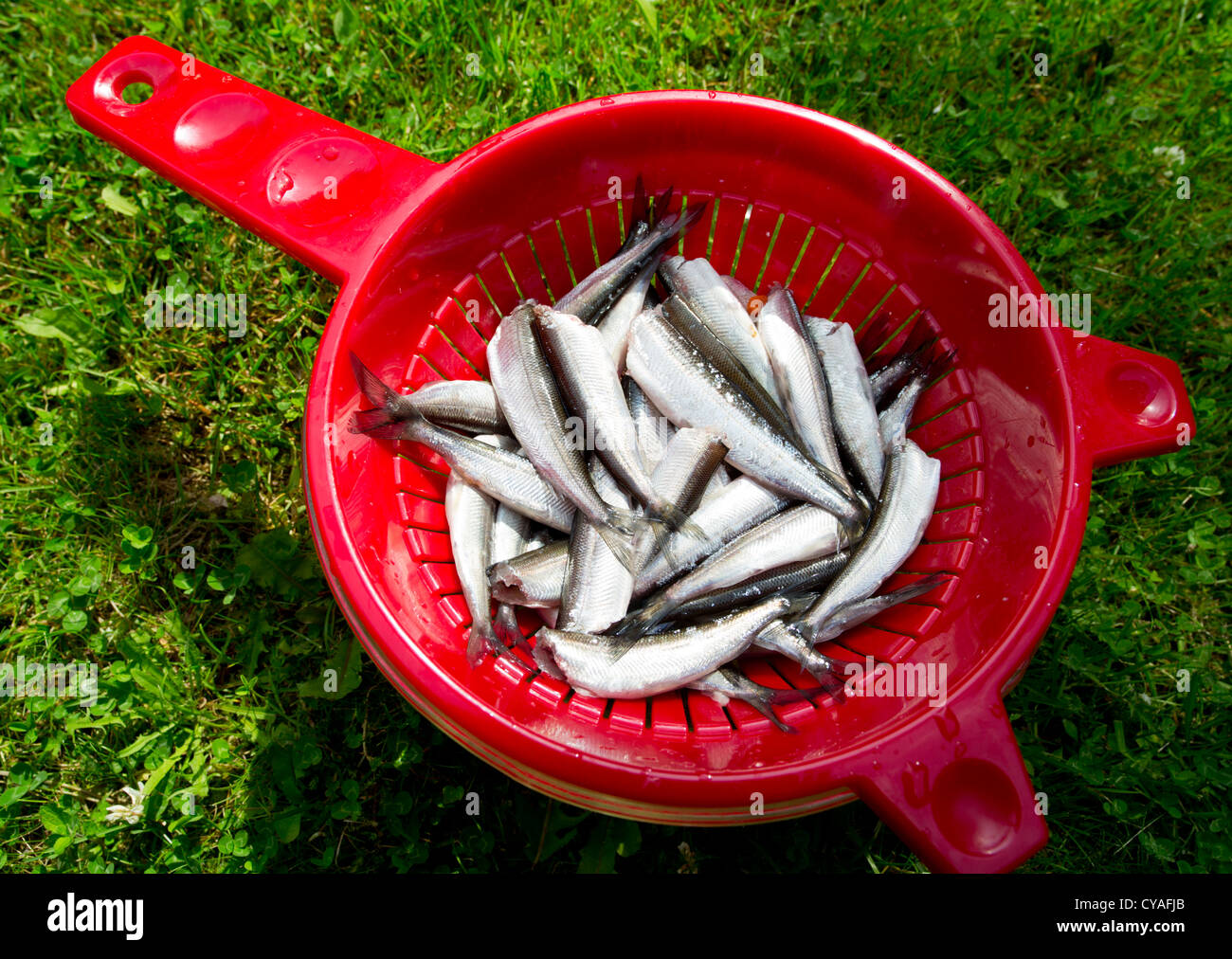 Vendace fish hi-res stock photography and images - Alamy