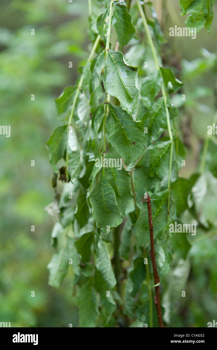 Early symptoms of ash dieback on young ash coppice in Wayland Wood ...