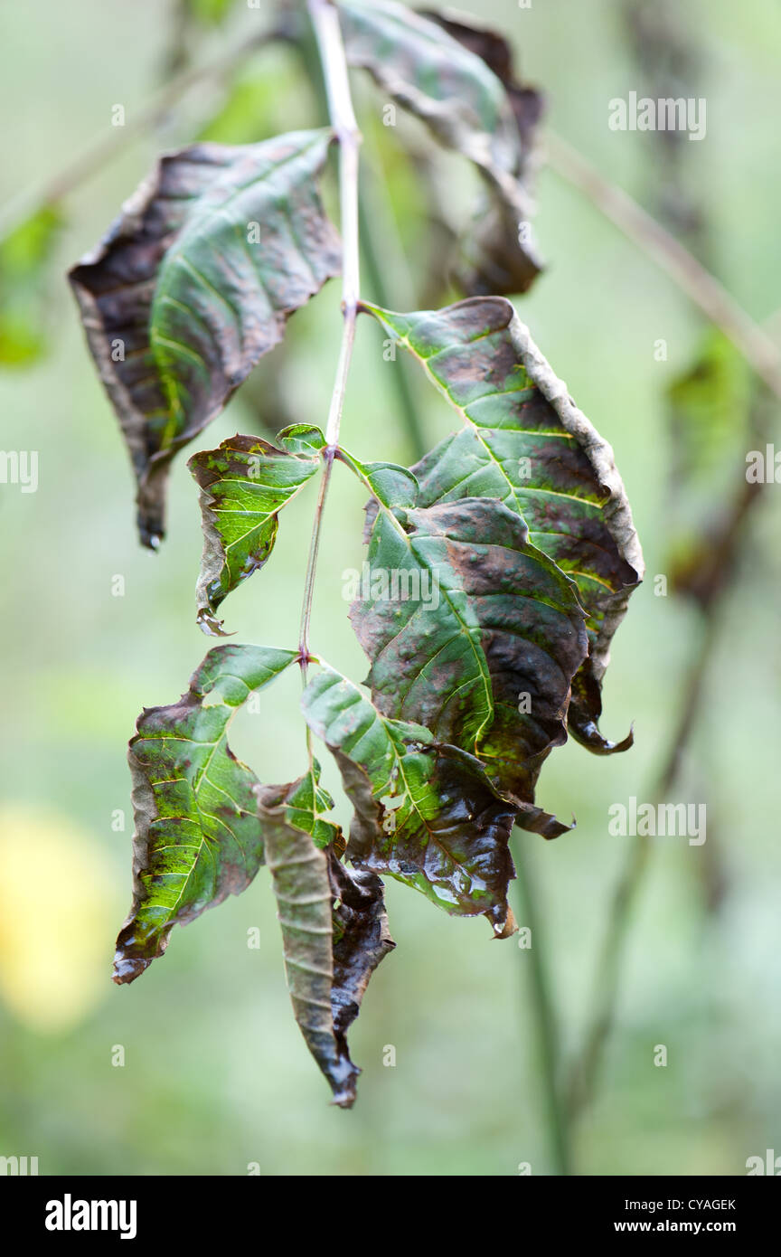 Early symptoms of ash dieback on young ash coppice in Wayland Wood ...