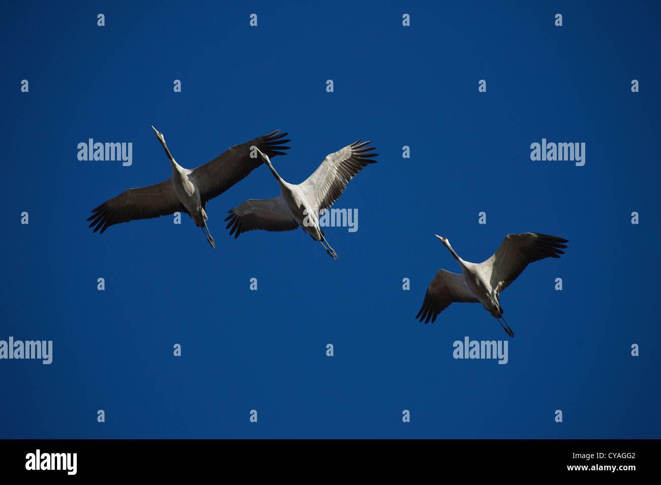 Cranes flying over Rügen Island Stock Photo - Alamy