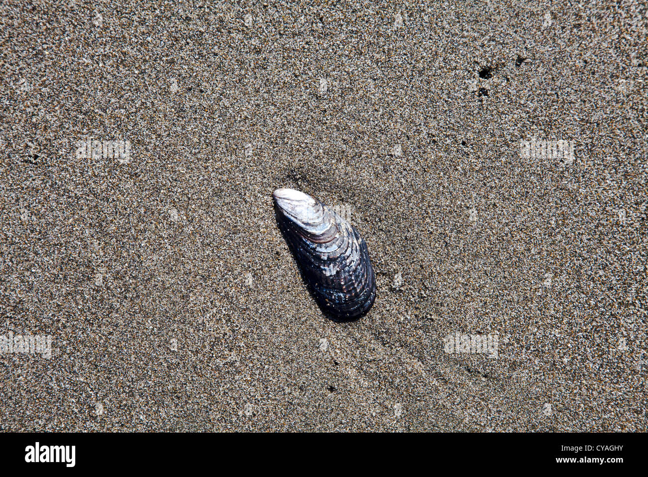 Grey shell hi-res stock photography and images - Alamy