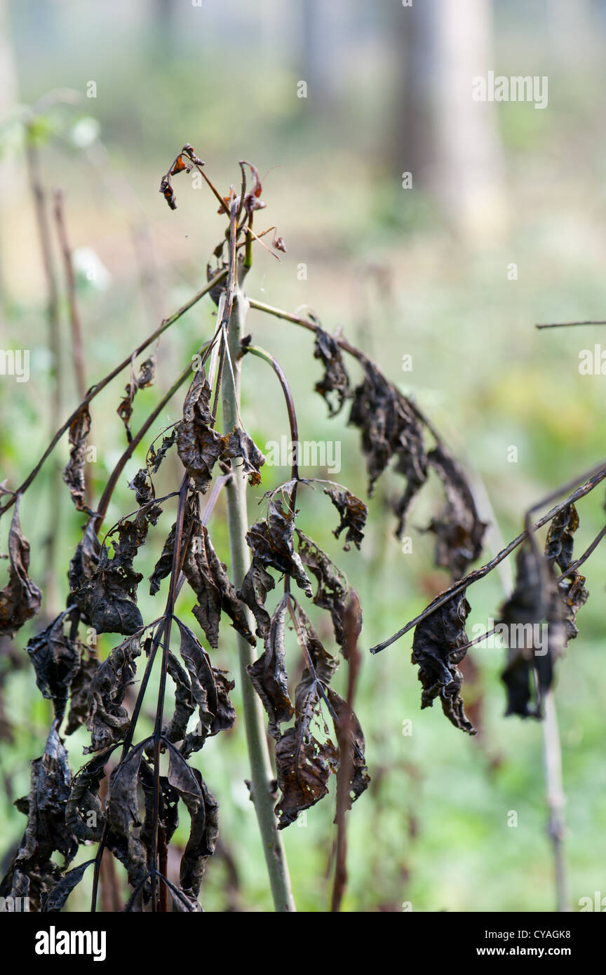Symptoms of ash dieback on young ash coppice in Wayland Wood, Norfolk ...