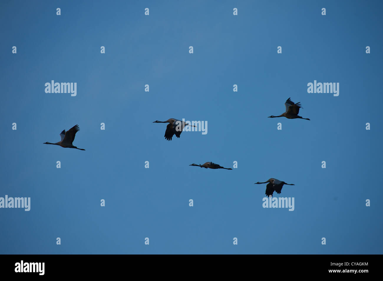 Cranes flying over Rügen Island Stock Photo - Alamy