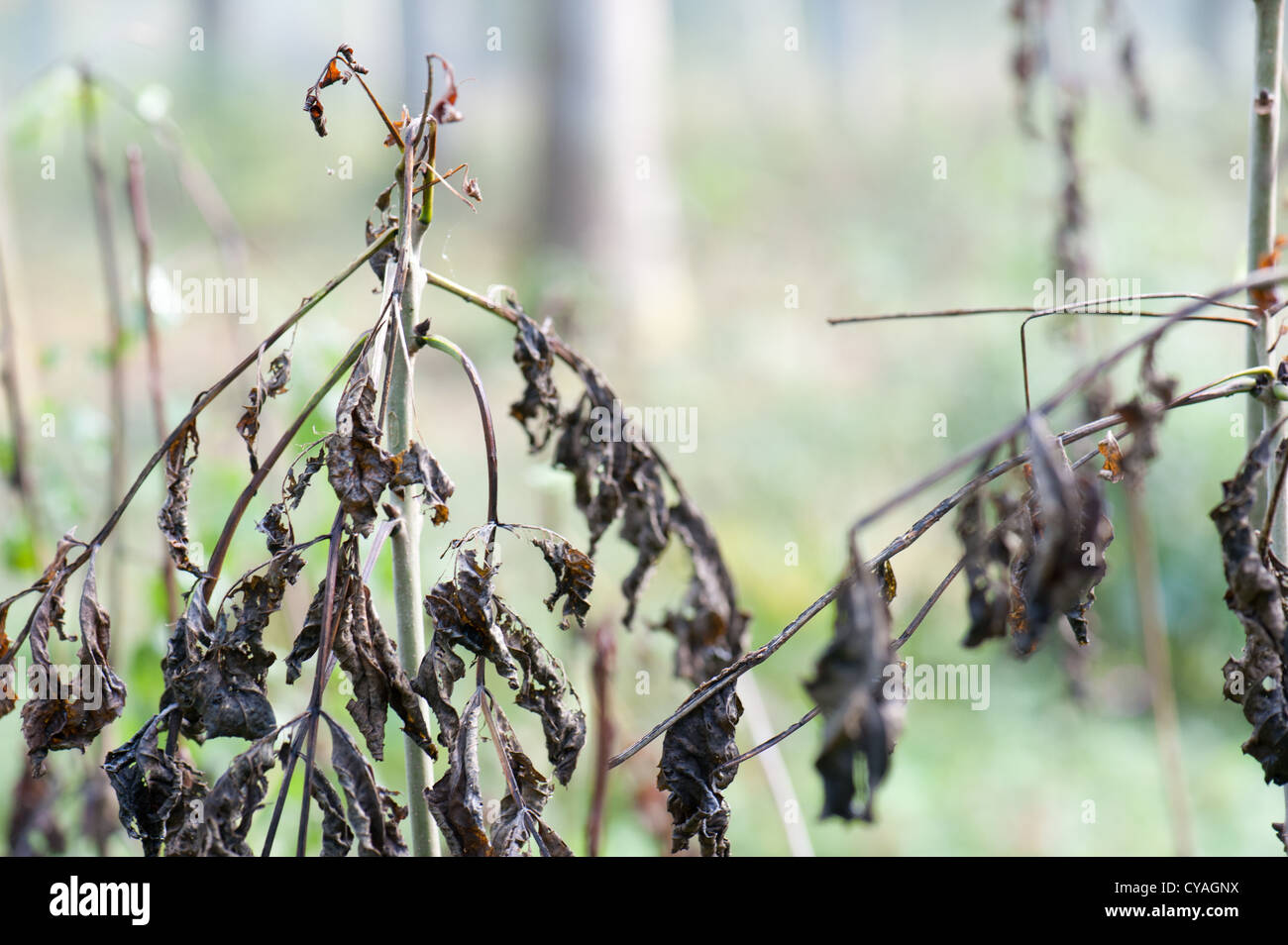 Symptoms of ash dieback on young ash coppice in Wayland Wood, Norfolk ...