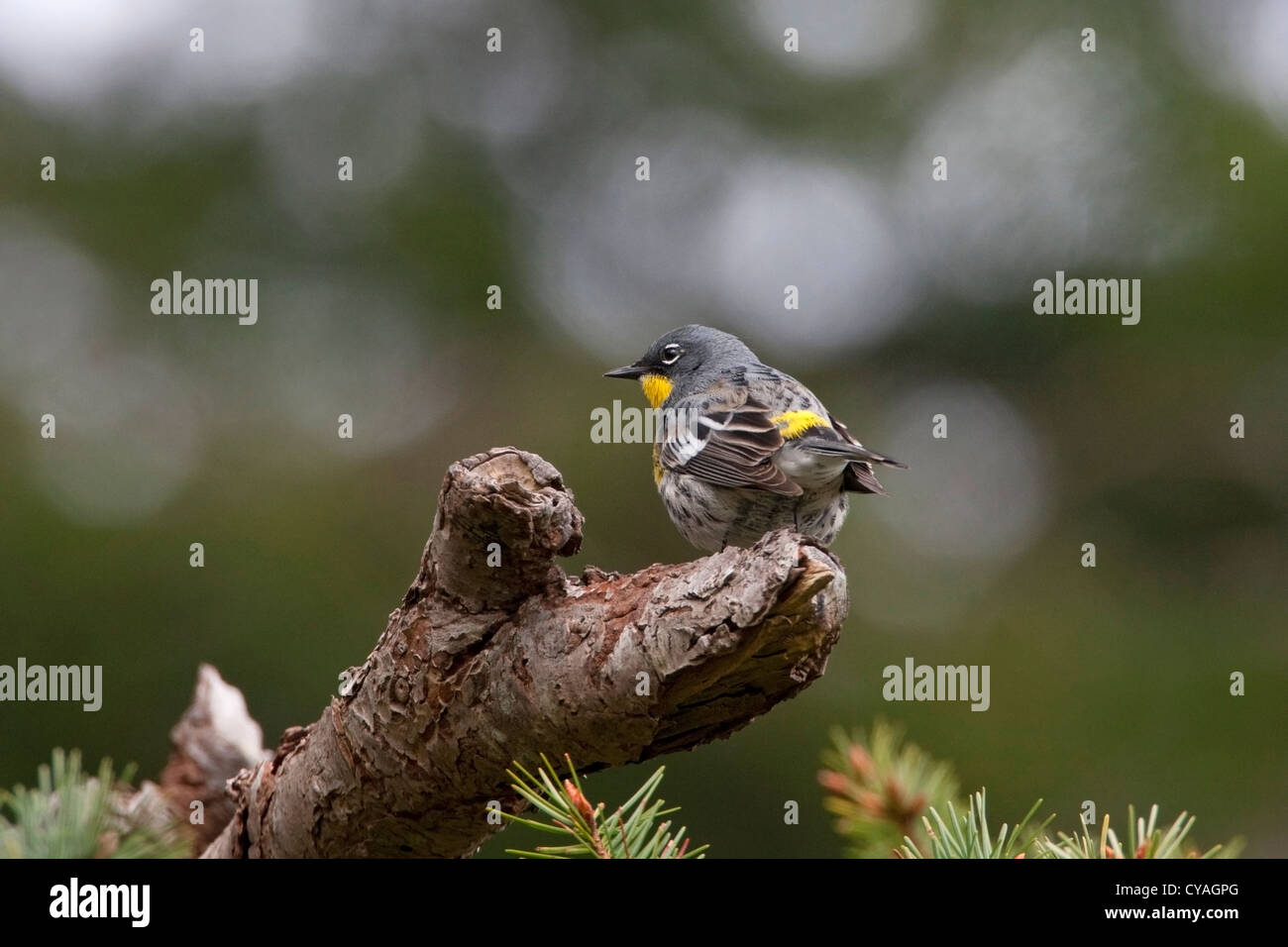 Yellow-rumped Warbler (Setophaga coronata) male Audubon's (auduboni ...