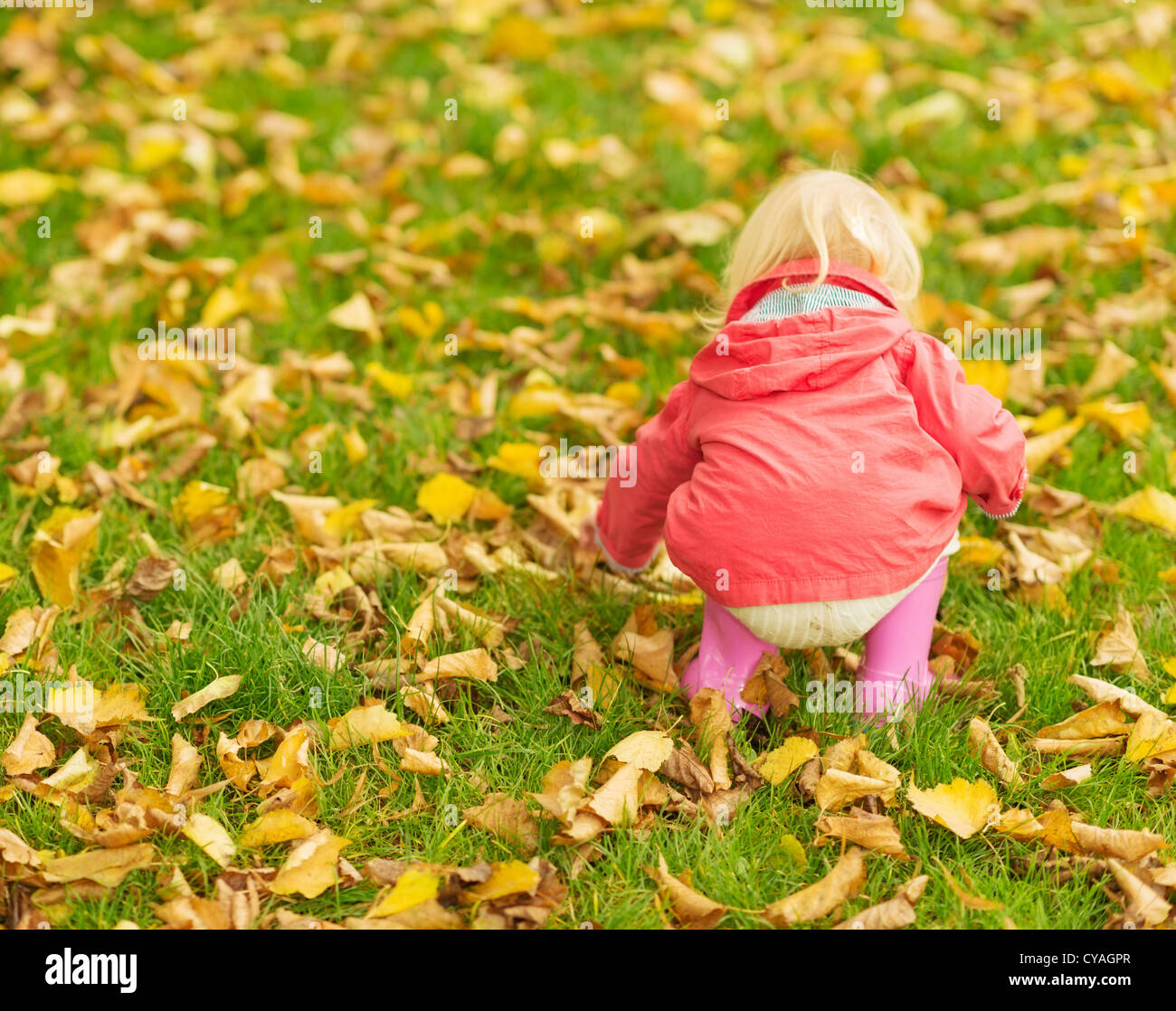 Baby collecting fallen leaves. Rear view Stock Photo - Alamy