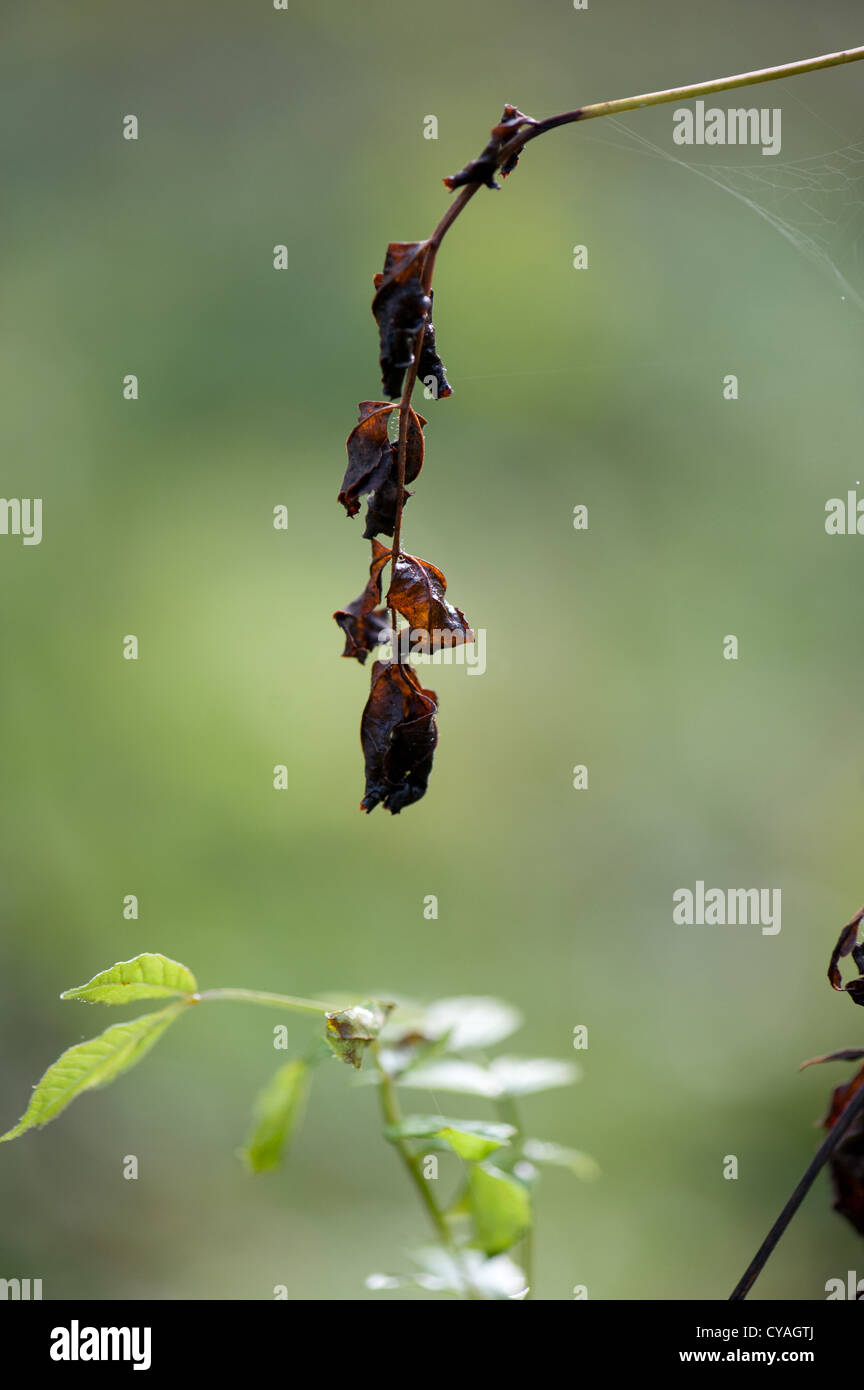 Symptoms of ash dieback on ash leaves in Wayland Wood, Norfolk Stock ...