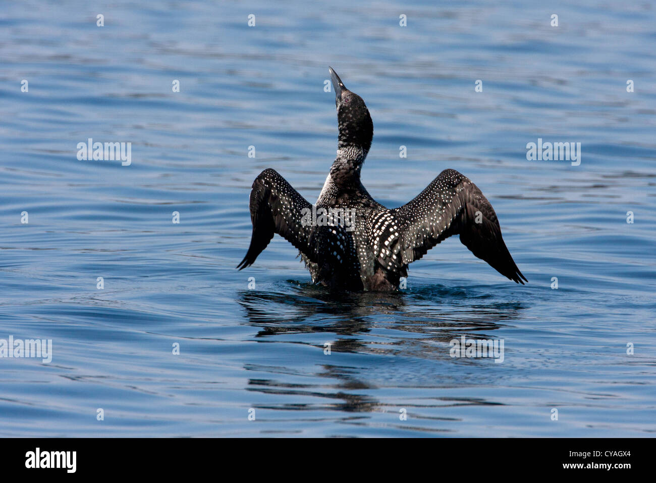 Common Loon Gavia immer almost in full breeding plumage, stretching in ...