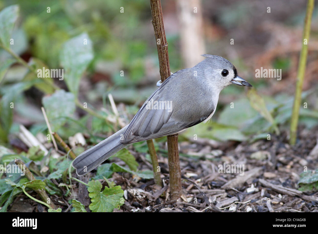 Titmouse family hi-res stock photography and images - Alamy