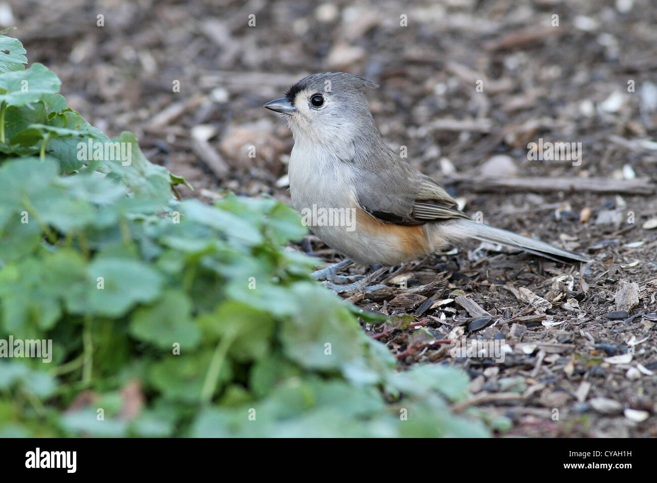 Tufted titmouse habitat hi-res stock photography and images - Alamy