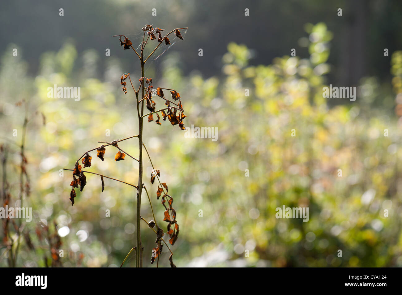 Symptoms of ash dieback on young ash coppice in Wayland Wood, Norfolk ...