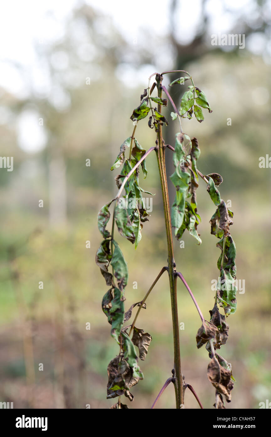 Early symptoms of ash dieback on young ash coppice in Wayland Wood ...
