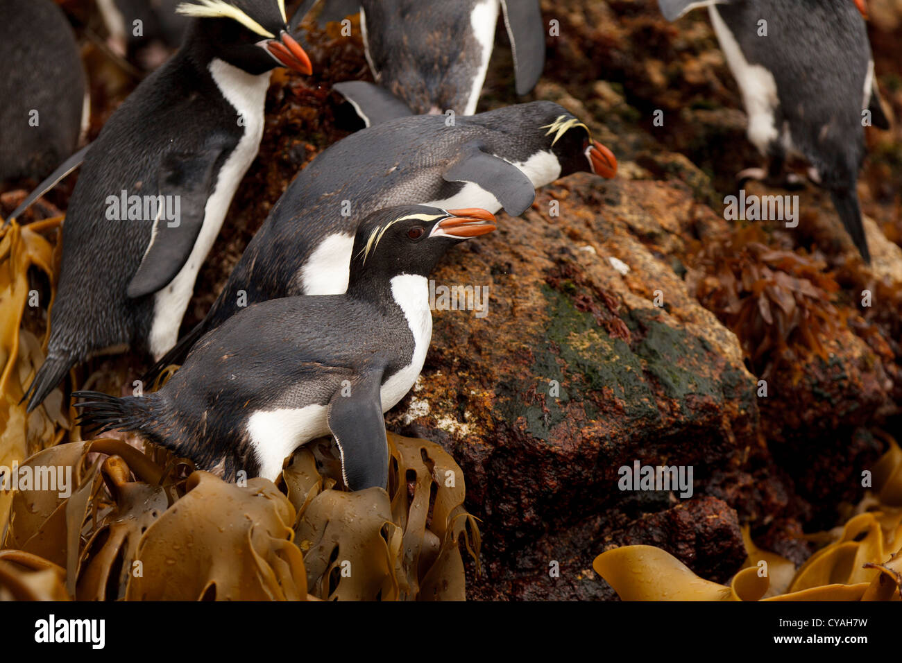 Snares crested penguins, Eudyptes robustus, in Snares Island ...