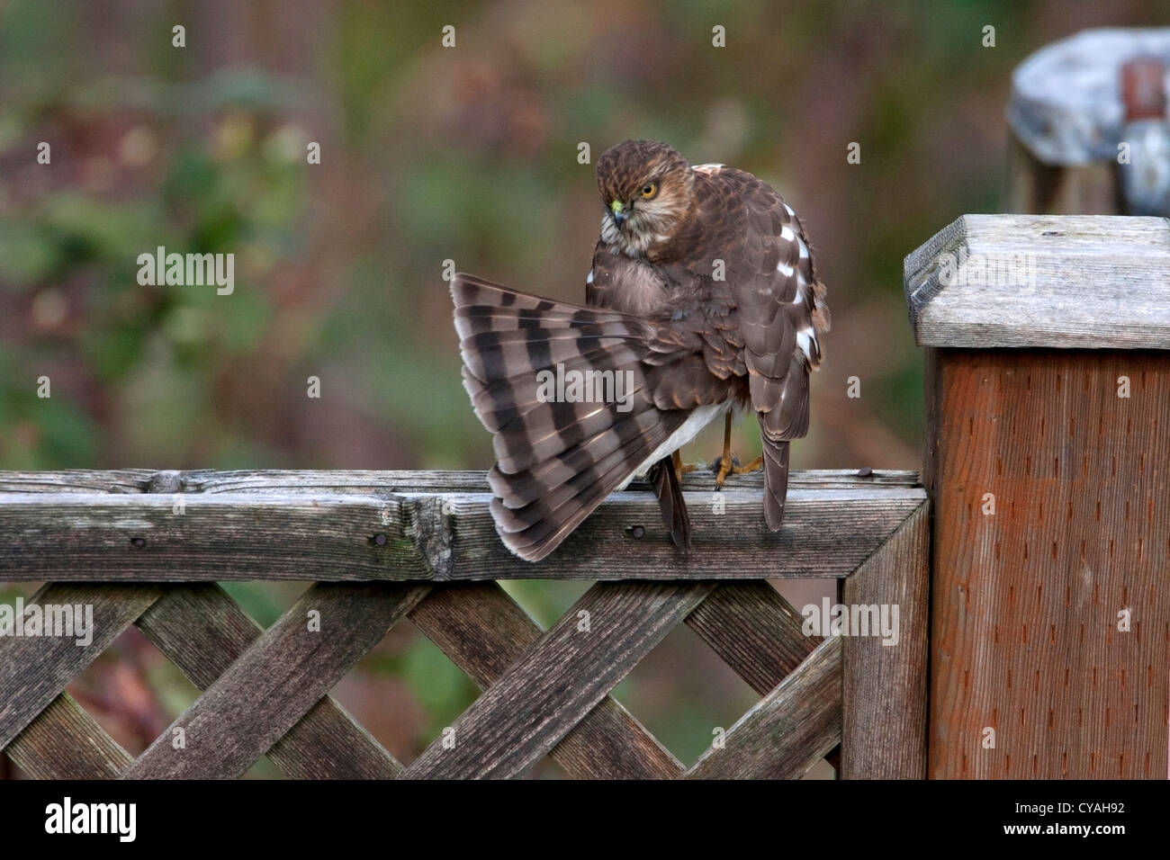 Immature sharp shinned hawk hi-res stock photography and images - Alamy