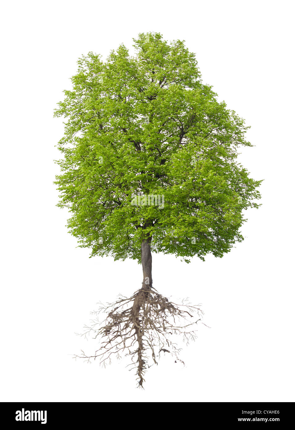 Tree with a root on a white background Stock Photo - Alamy