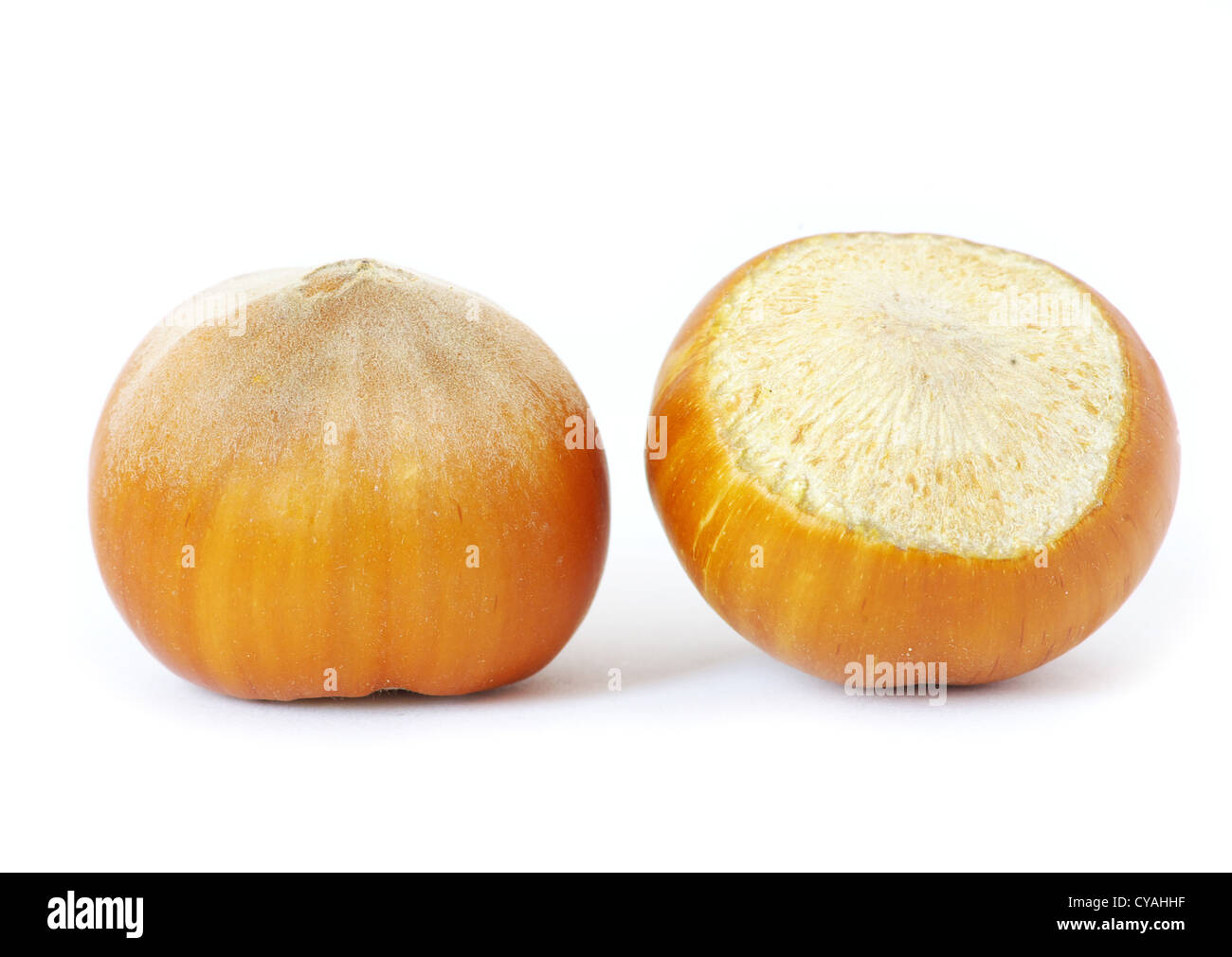 two hazelnuts isolated on white Stock Photo - Alamy