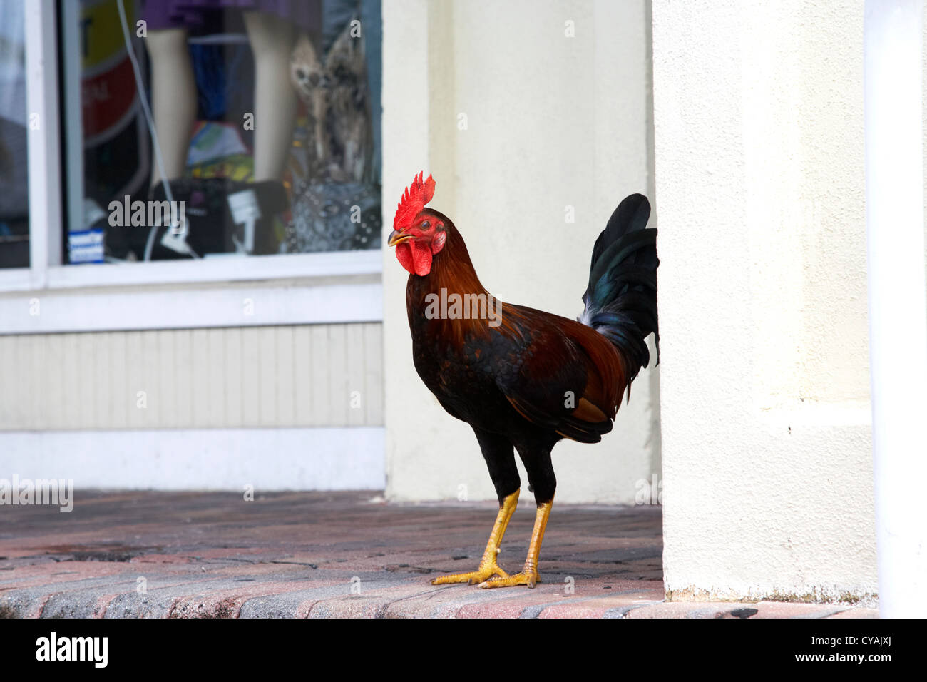 key west rooster roaming wild florida usa the roosters were introduced ...