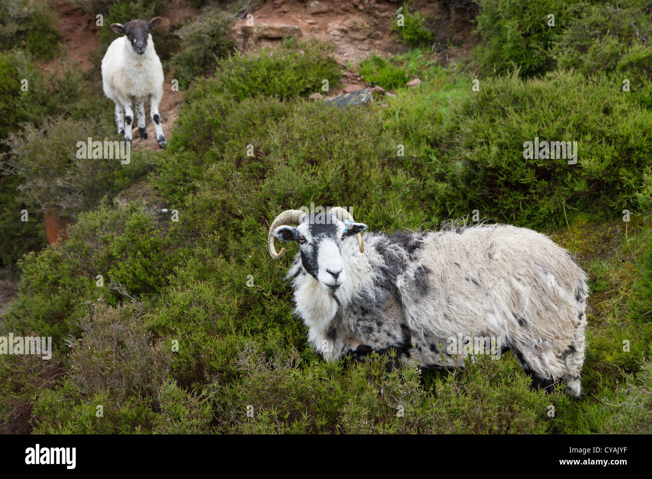 Swaledale Ewe And Lamb High Resolution Stock Photography and Images - Alamy