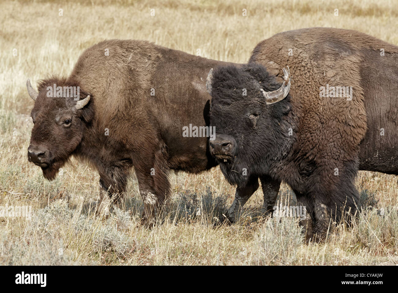 Alpha pair breeding hi-res stock photography and images - Alamy