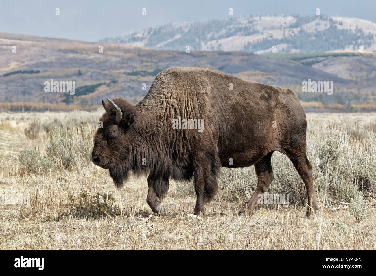 American Bison - Cow in Teton landscape Stock Photo - Alamy