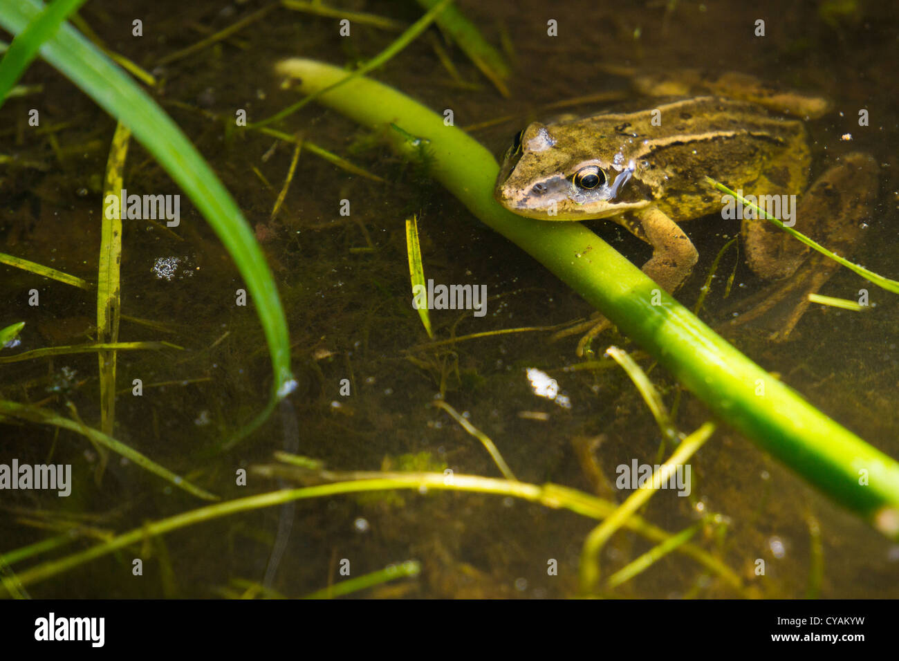 English frog hi-res stock photography and images - Alamy