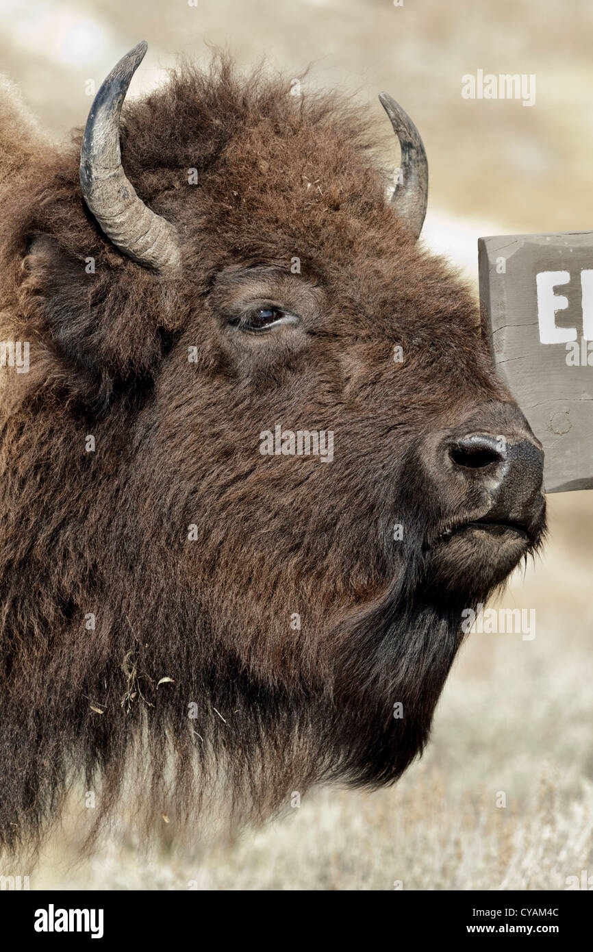 Female Bison rubbing face on roadside sign Stock Photo - Alamy