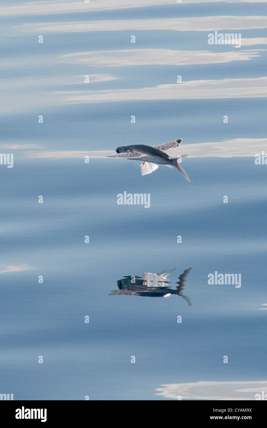 Flying Fish Species (scientific name unknown) with reflection visible ...