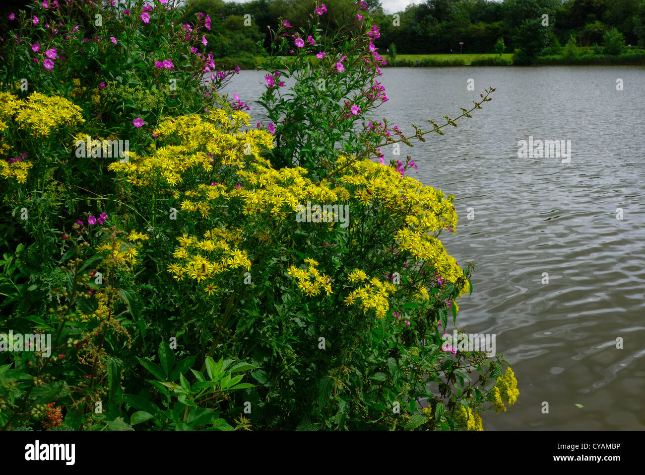 lake water wild flowers Stock Photo - Alamy