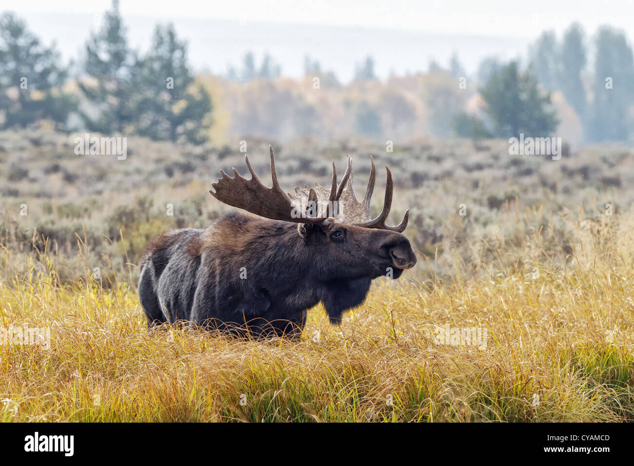 Bull moose and tetons hi-res stock photography and images - Alamy