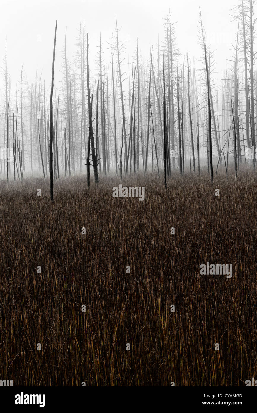 Dead Trees and misty morning at Yellowstone's tangle creek Stock Photo ...