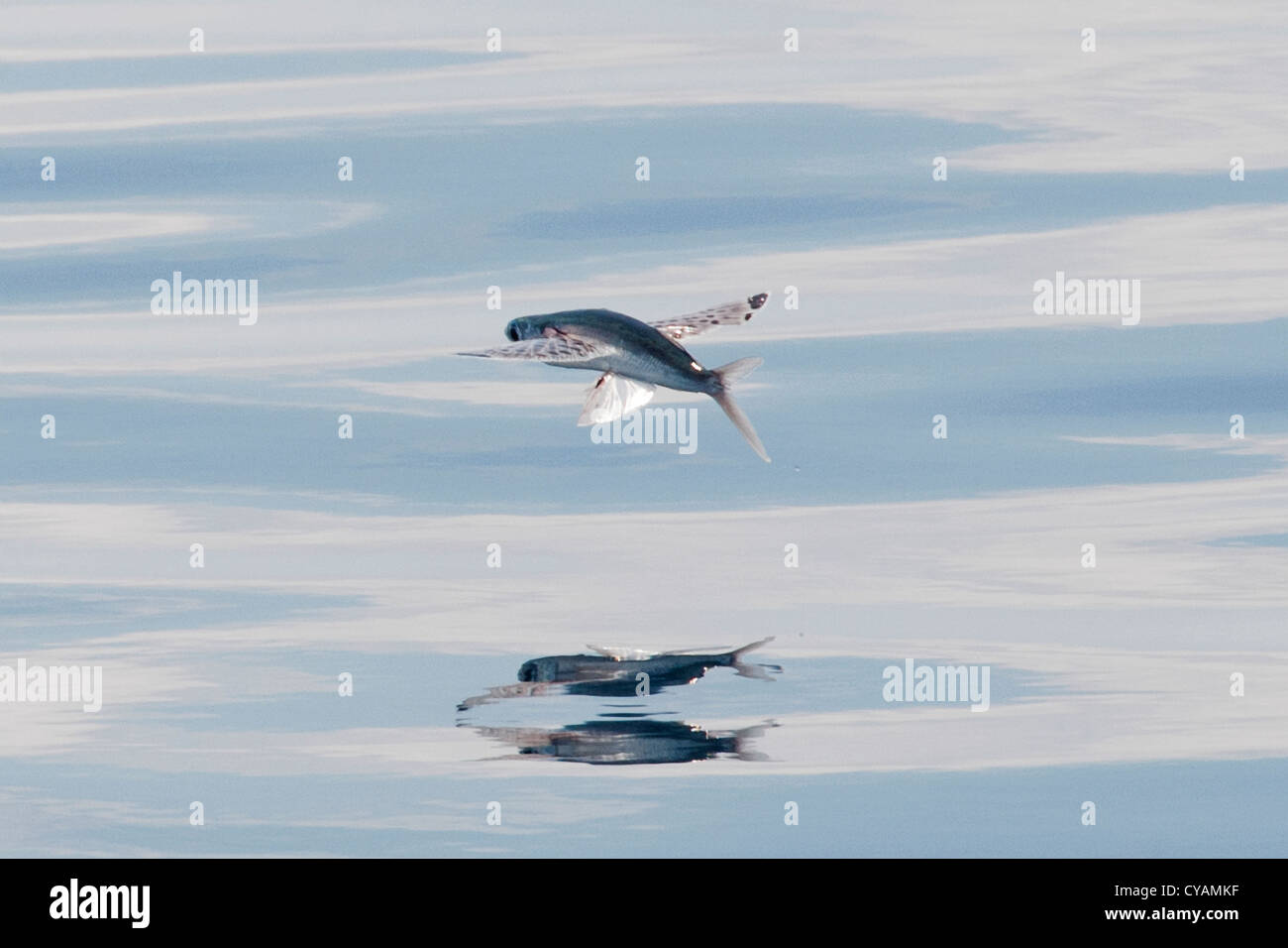 Flying Fish Species (scientific name unknown) with reflection visible ...