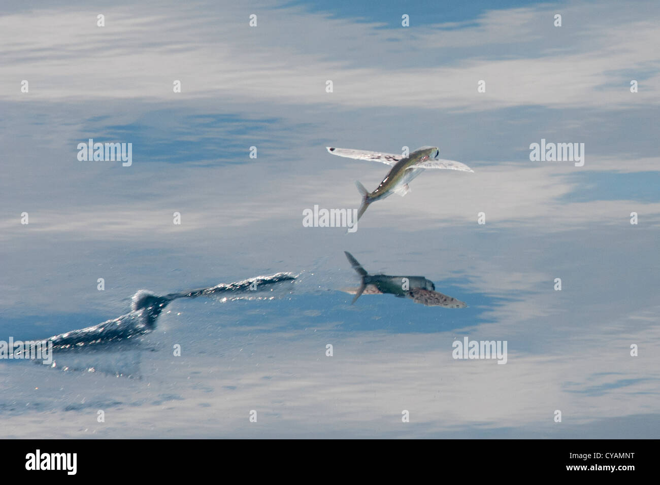 Flyingfish hi-res stock photography and images - Alamy