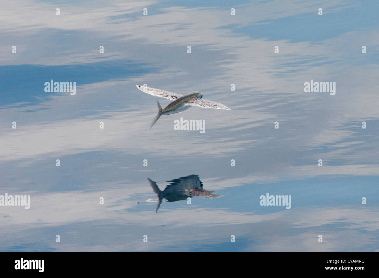Flyingfish hi-res stock photography and images - Alamy