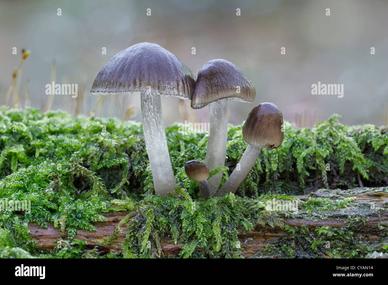 Mycena galericulata - Common Bonnet Stock Photo - Alamy