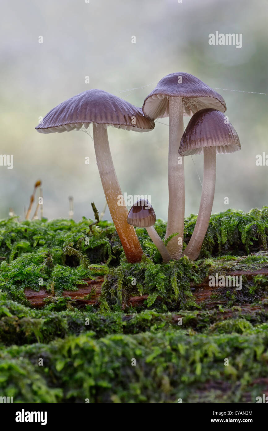 Mycena galericulata hi-res stock photography and images - Alamy
