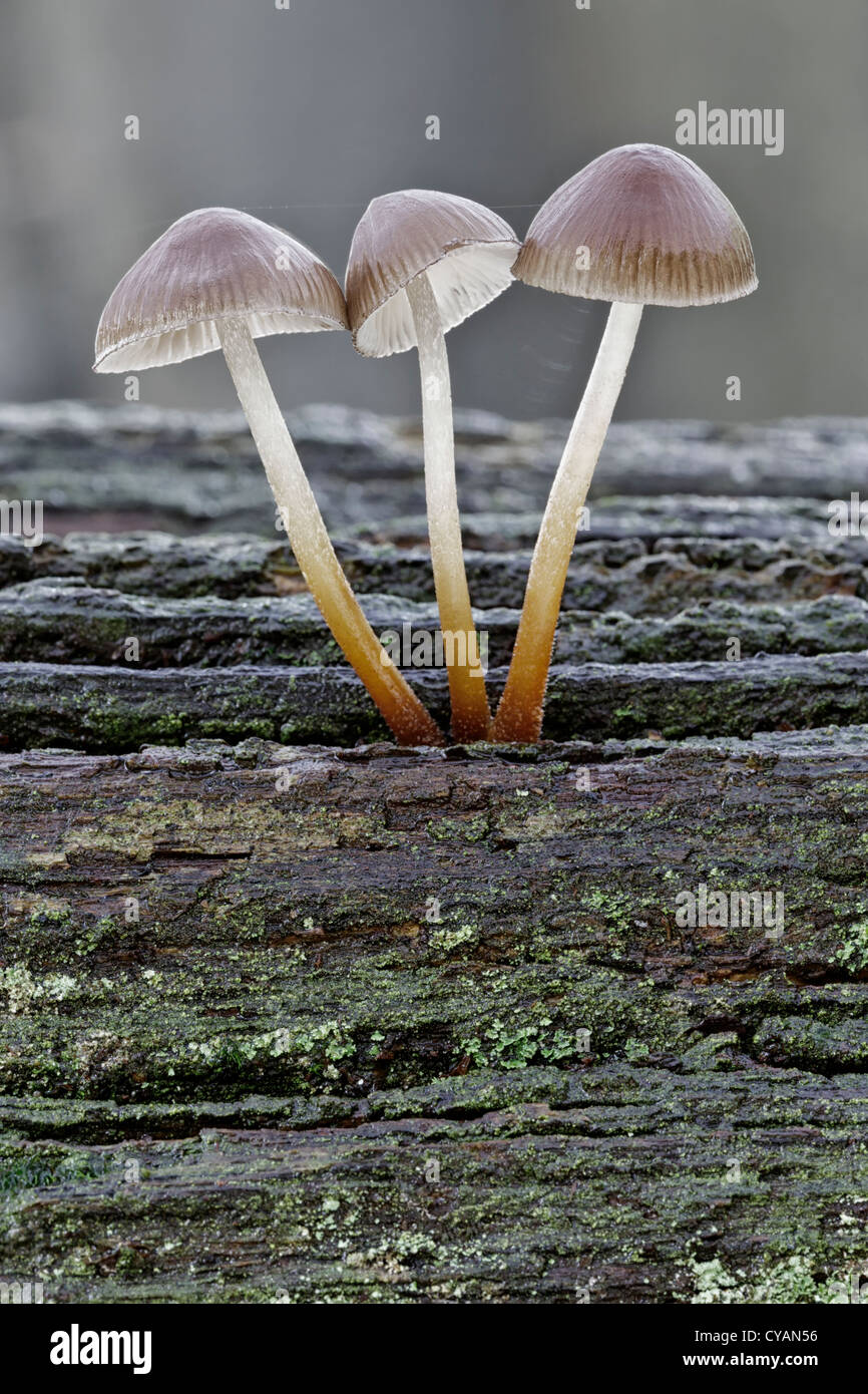 Mycena inclinata - Clustered Bonnet Stock Photo - Alamy