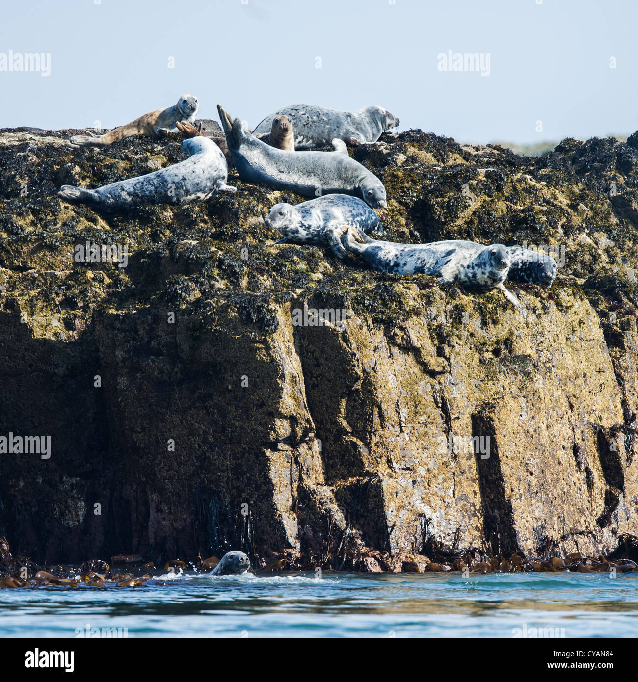 Grey seals hauled out on the rocks, taken in the Farne Islands ...