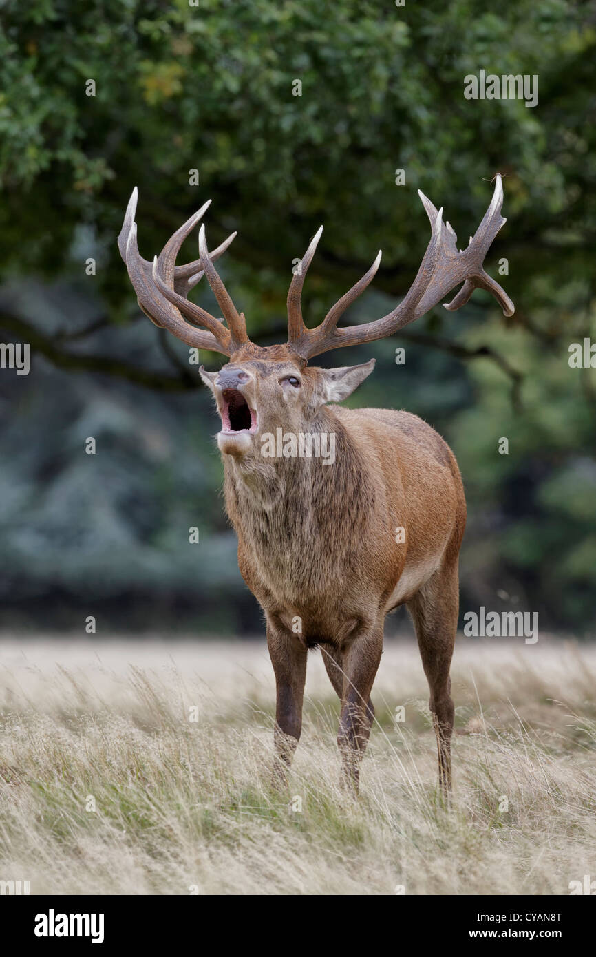 Red Deer Stag bellowing during the annual rut Stock Photo - Alamy