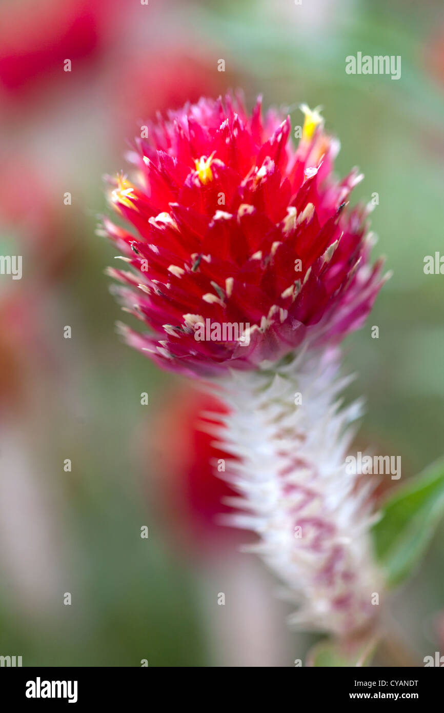 Quirky Red Flowers Stock Photo - Alamy