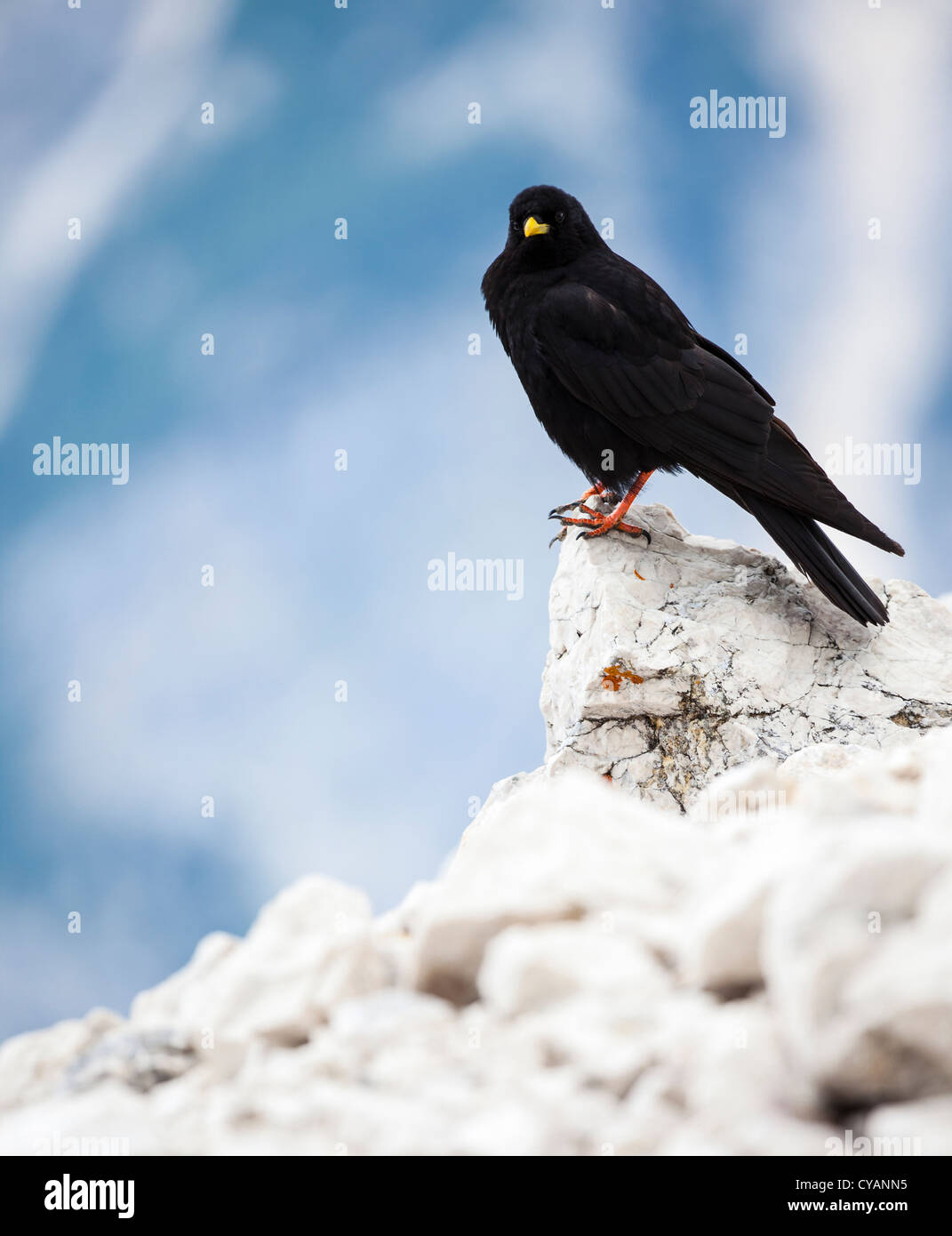 A mountain Chuff pearched high up on a rocky ledge in the Julian Alps ...