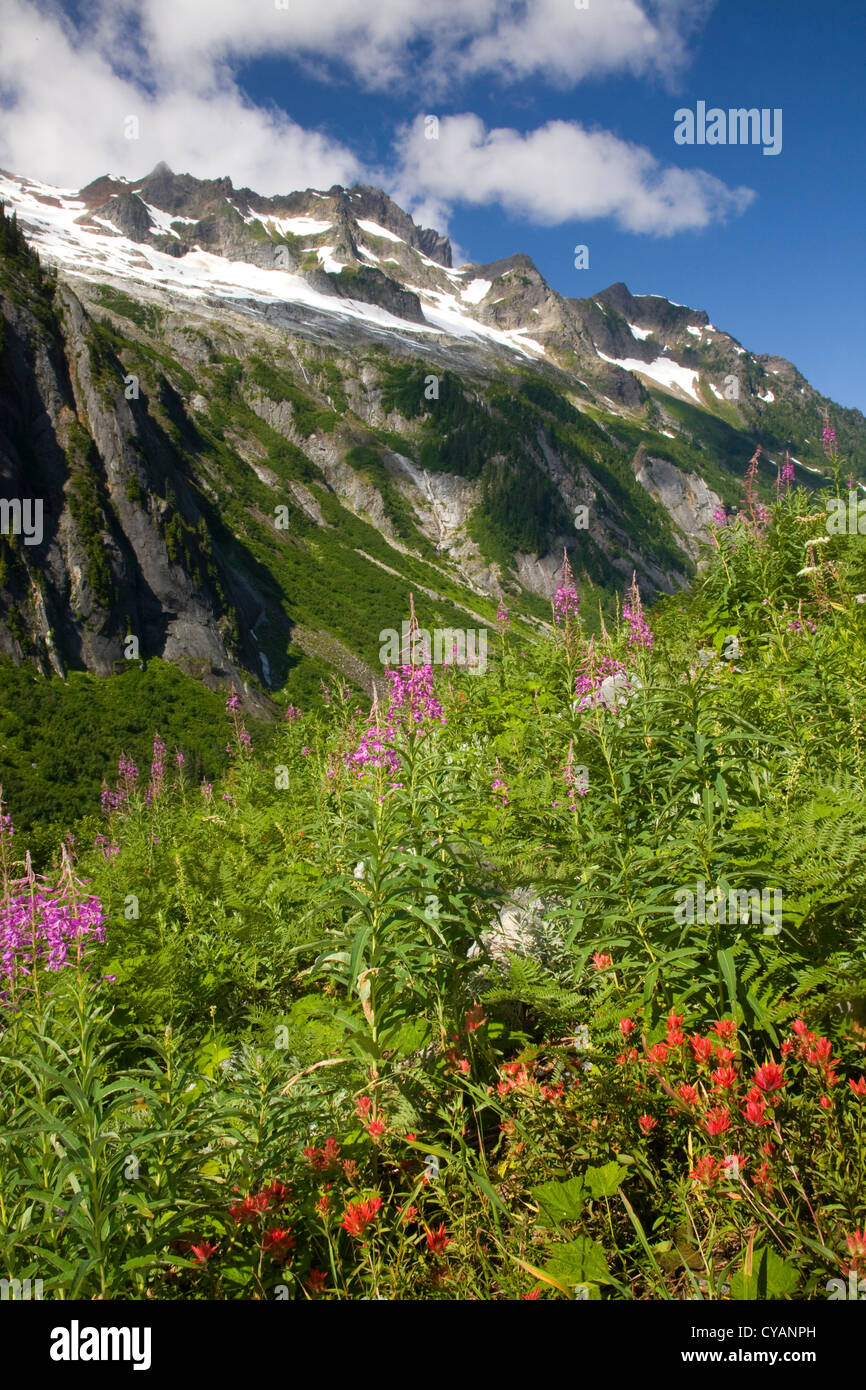 Mount Sefrit on Nooksack Ridge from Hannegan Pass Trail in Mt. Baker ...