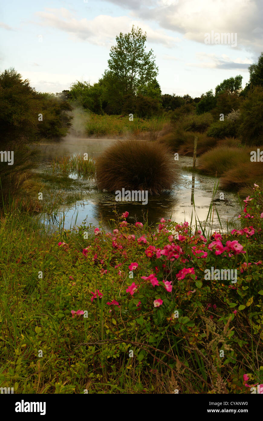 Thermal Pools at Tokaanu, Turangi, New Zealand Stock Photo - Alamy