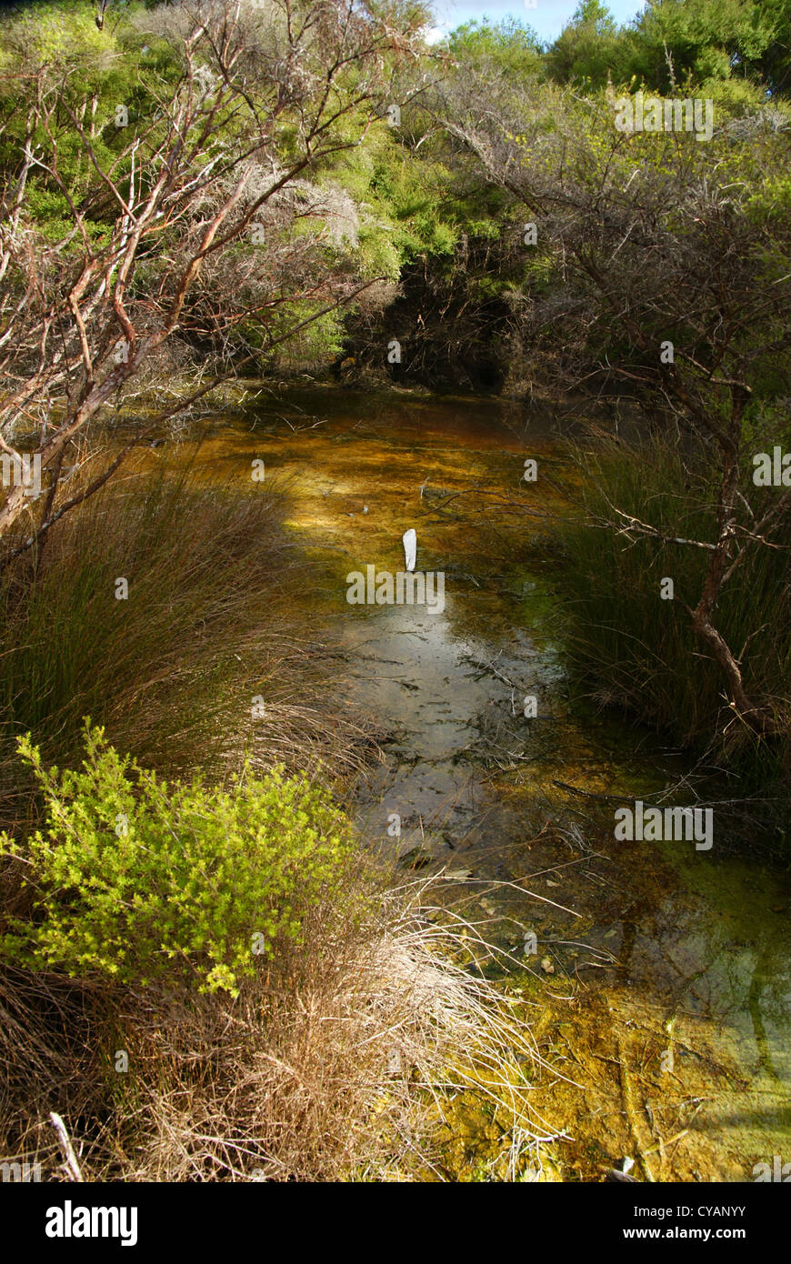 Steam thermal geyser new zealand hi-res stock photography and images ...