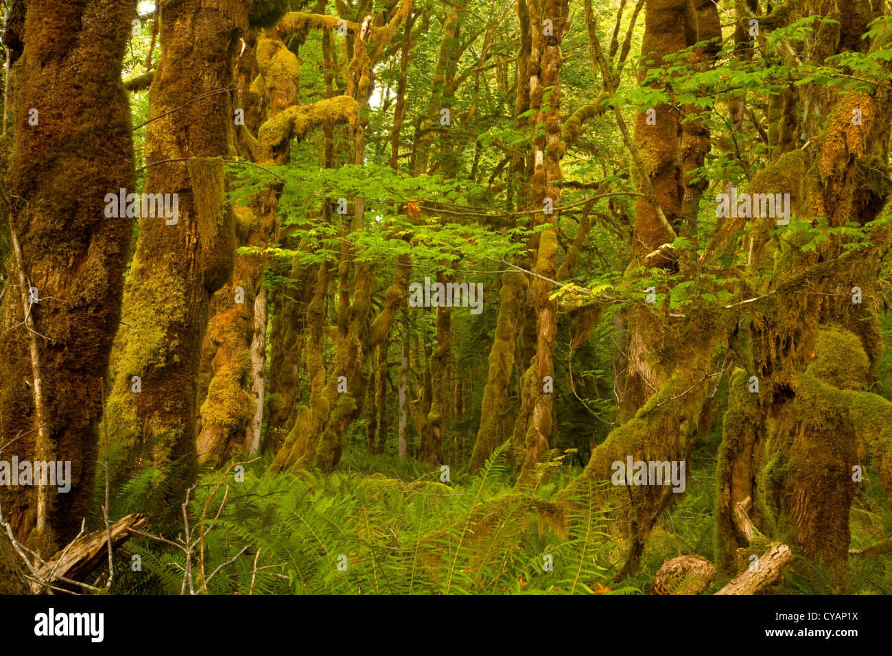 WA04827-00...WASHINGTON - Temperate rain forest in the Quinault River ...