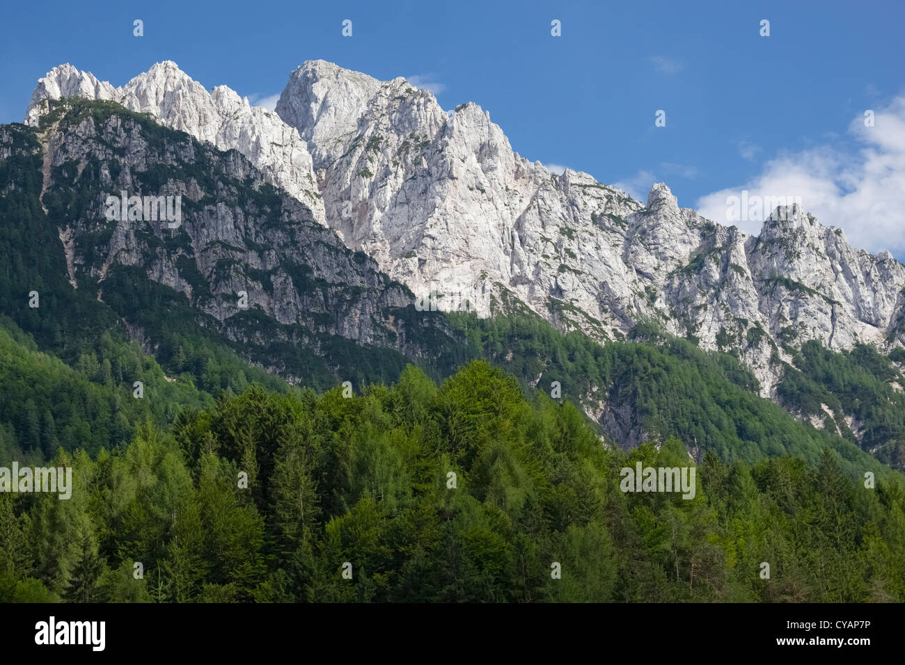 The wooded slopes leading to the summit of Spik near Kranjska Gora in ...