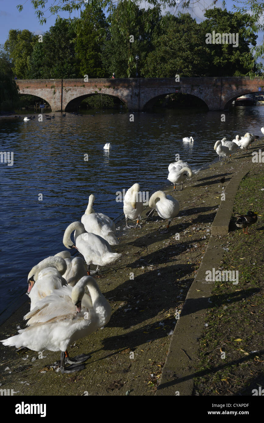 river avon stratford upon avon warwickshire midlands england uk Stock ...